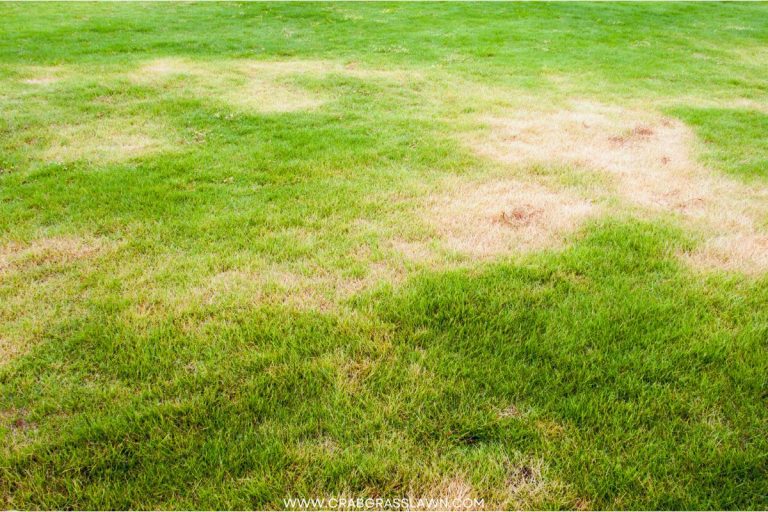 Ironite for Lawns: Why it Helps and How to Use It | CrabgrassLawn