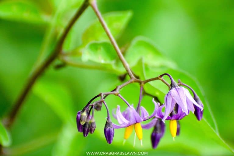14 Weeds with Purple Flowers: Common Lawn Weed Guide (2023) | CrabgrassLawn