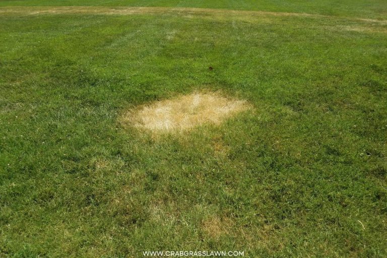 How To Get Burnt Grass Green Again | CrabgrassLawn