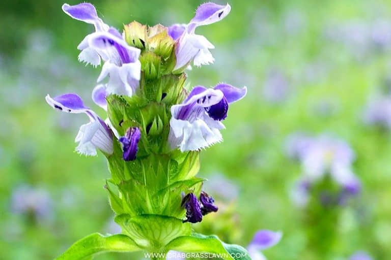14 Weeds with Purple Flowers: Common Lawn Weed Guide (2023) | CrabgrassLawn