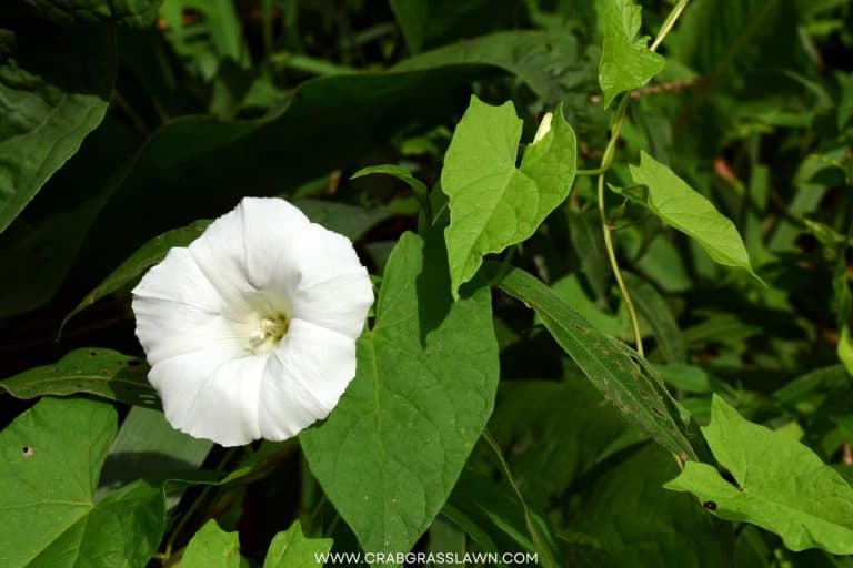 15 Weeds with White Flowers: Common Lawn Weed Guide (2024) | CrabgrassLawn