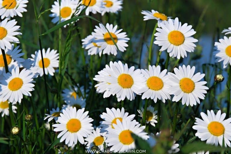 15 Weeds with White Flowers: Common Lawn Weed Guide (2024) | CrabgrassLawn