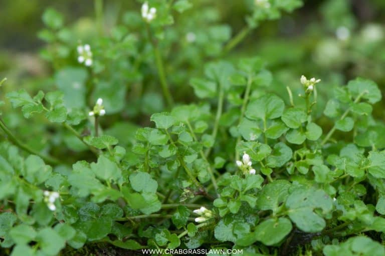 15 Weeds with White Flowers: Common Lawn Weed Guide (2024) | CrabgrassLawn