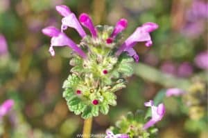 14 Weeds with Purple Flowers: Common Lawn Weed Guide (2023) | CrabgrassLawn