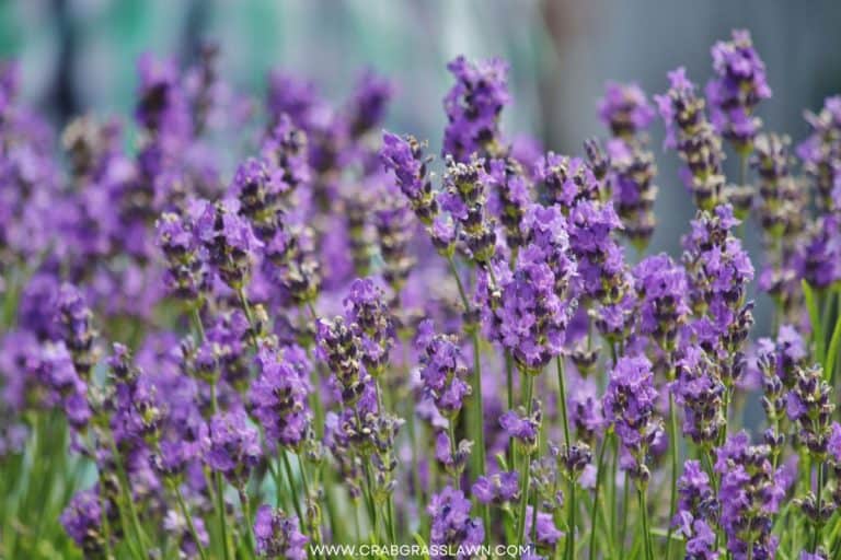 14 Weeds with Purple Flowers: Common Lawn Weed Guide (2023) | CrabgrassLawn