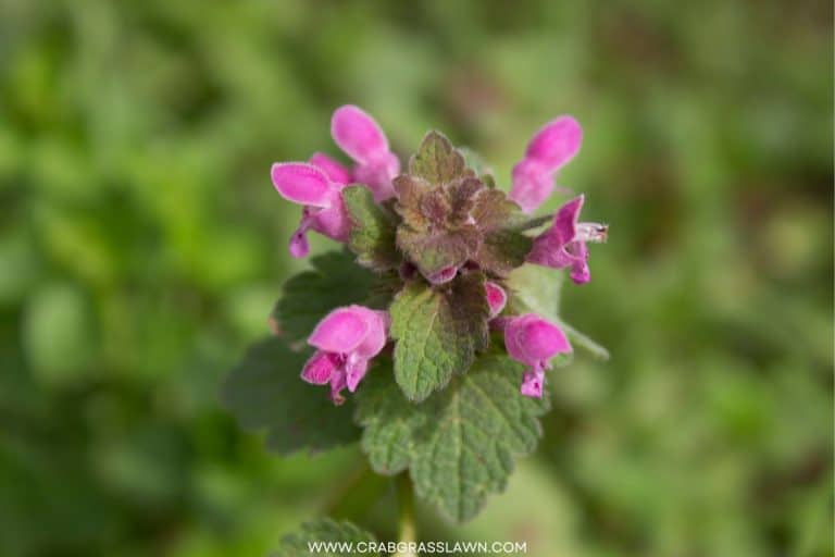 14 Weeds with Purple Flowers: Common Lawn Weed Guide (2023) | CrabgrassLawn