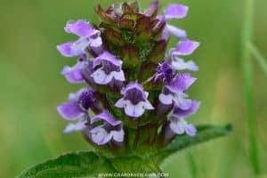 14 Weeds with Purple Flowers: Common Lawn Weed Guide (2023) | CrabgrassLawn
