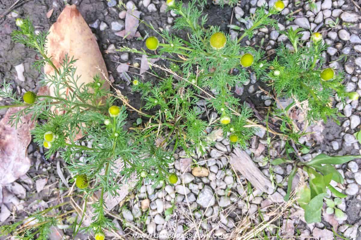 15 Best Broadleaf Weed Killers And Herbicides - Buying Guide ...