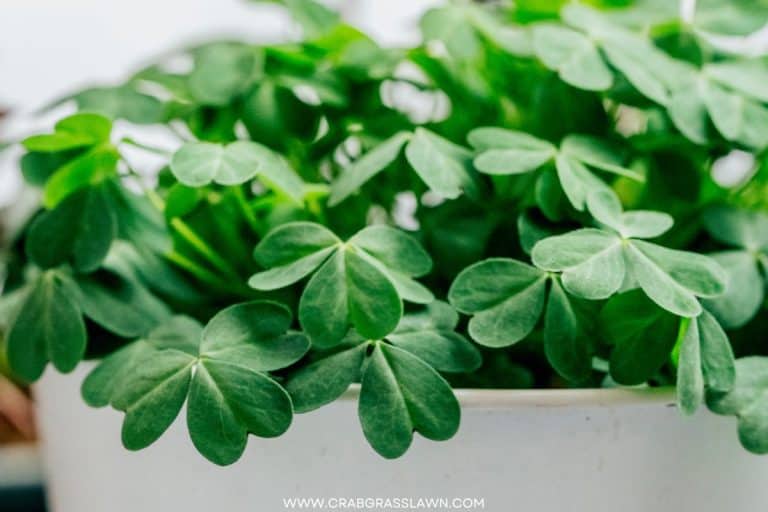 Dutch White Clover Lawn: How and Why to Grow One | CrabgrassLawn