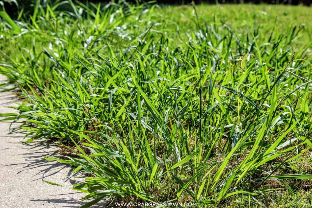 15 Best Broadleaf Weed Killers And Herbicides - Buying Guide ...