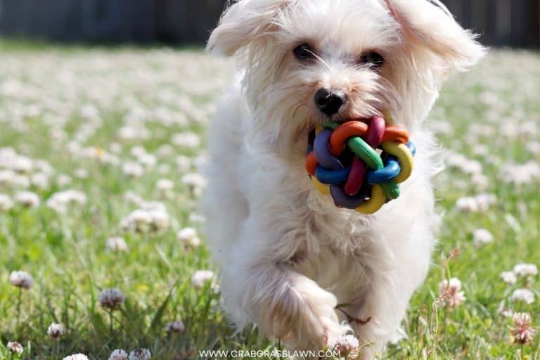 Dutch White Clover Lawn: How and Why to Grow One | CrabgrassLawn