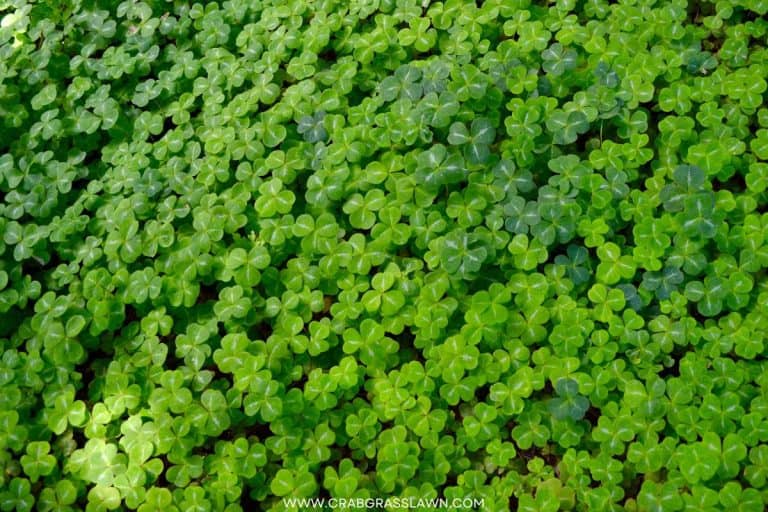Why You Should Consider a Micro Clover Lawn (The Mini Clover Trend ...