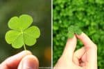 Why You Should Consider a Micro Clover Lawn (The Mini Clover Trend ...