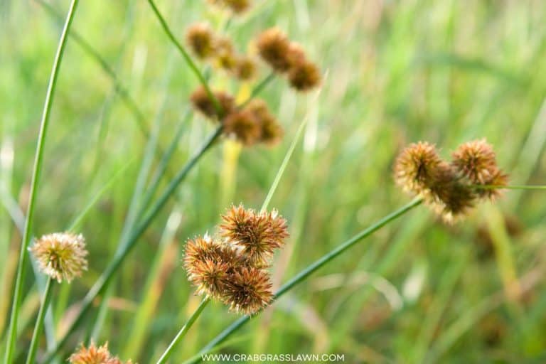 How to Get Rid of Grass Burrs and Stickers in Your Yard | CrabgrassLawn