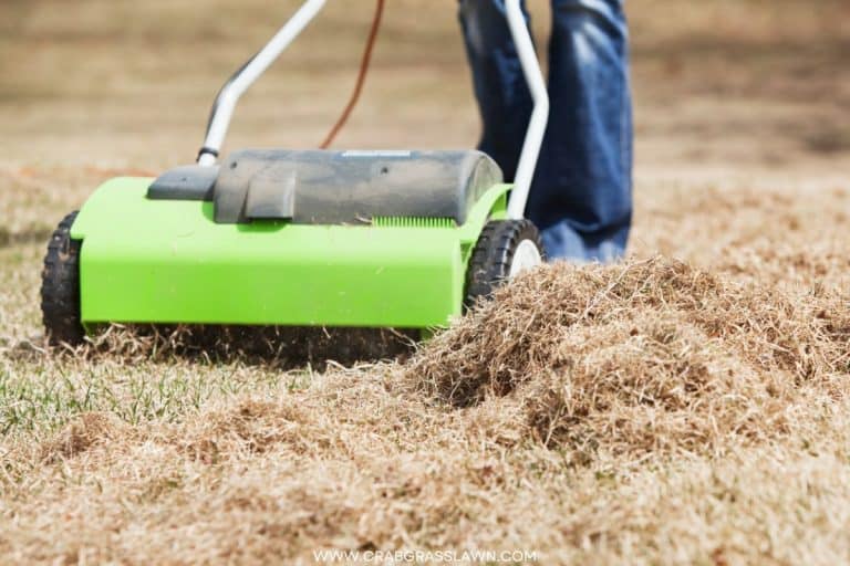 Overseeding in Spring: All You Need to Know | CrabgrassLawn