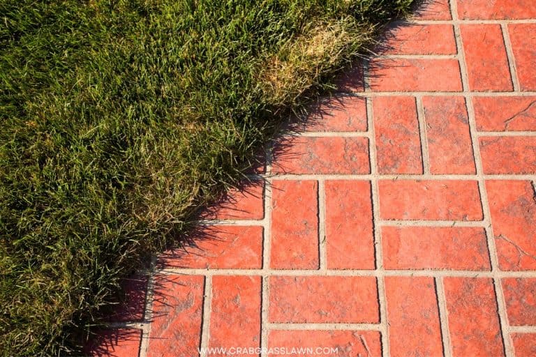 Lawn Rust – Identification and Prevention (What Are the Signs ...