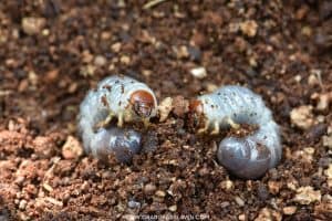 3 Reasons Not to Use Milky Spore for Grub Control | CrabgrassLawn