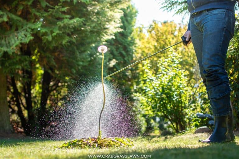 How Long Does Roundup Take To Work? You'd Be Surprised! | CrabgrassLawn