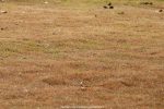 How To Revive Dead Grass and a Dead Lawn: Step by Step | CrabgrassLawn