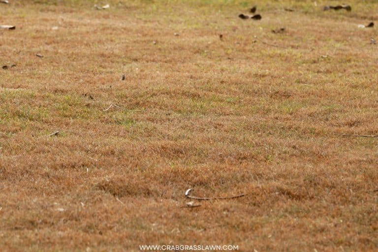 How To Revive Dead Grass and a Dead Lawn: Step by Step | CrabgrassLawn