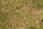 White Grub Life Cycle & Impact on Your Lawn: How to Get Rid of Them | CrabgrassLawn