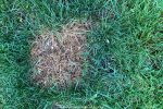 How To Revive Dead Grass and a Dead Lawn: Step by Step | CrabgrassLawn