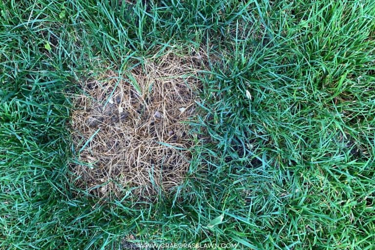How To Revive Dead Grass And A Dead Lawn Step By Step Crabgrasslawn