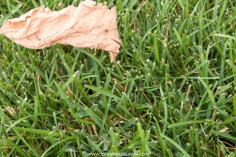 Lawn Rust – Identification and Prevention (What Are the Signs ...