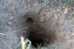 [SOLVED!] Here's What To Do About Snake Holes In Yard | CrabgrassLawn