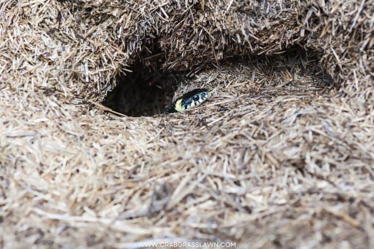 [SOLVED!] Here's What To Do About Snake Holes In Yard | CrabgrassLawn