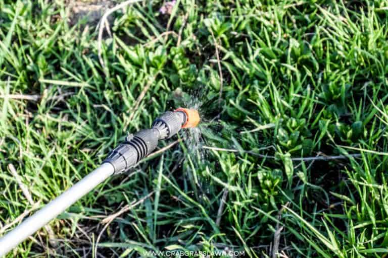 How Long Does Roundup Take To Work? You'd Be Surprised! | CrabgrassLawn