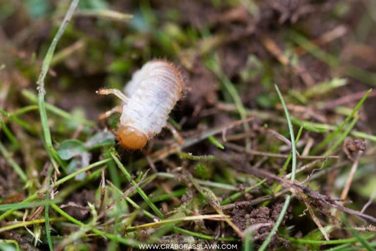 White Grub Life Cycle & Impact on Your Lawn: How to Get Rid of Them ...