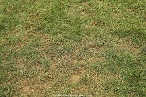 How To Revive Dead Grass and a Dead Lawn: Step by Step | CrabgrassLawn