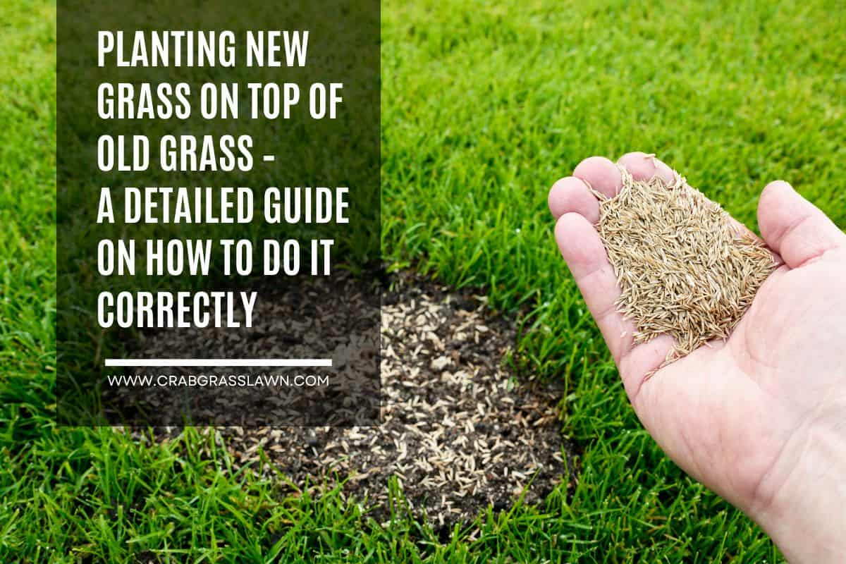 How To Plant Grass Seed On Existing Lawn How To Do It Correctly 2025 Crabgrasslawn
