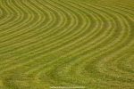 7 Professional Lawn Mowing Patterns (includes UNIQUE Techniques) (2025 ...