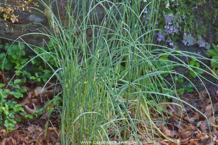 What is Onion Grass and How to Control It (EAT IT) | CrabgrassLawn