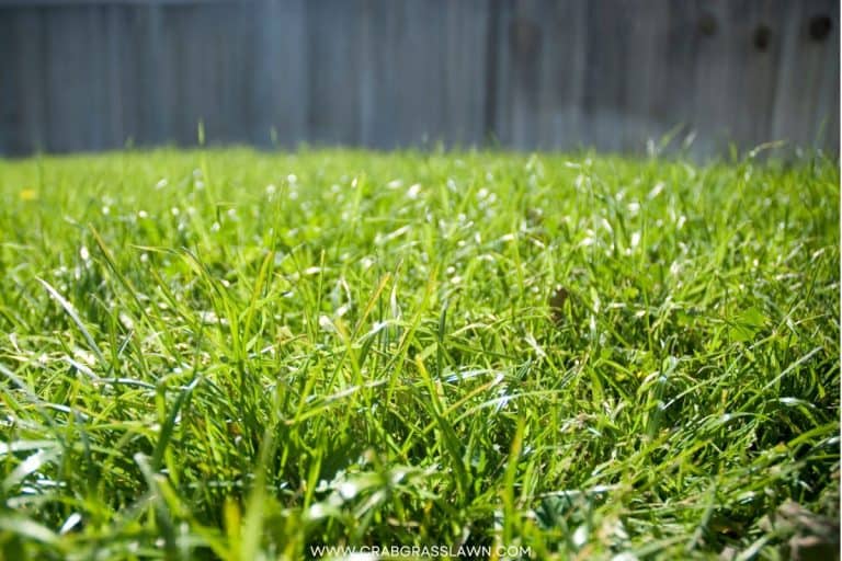 Bermuda Grass vs. Crabgrass: Identification & Differences (With ...