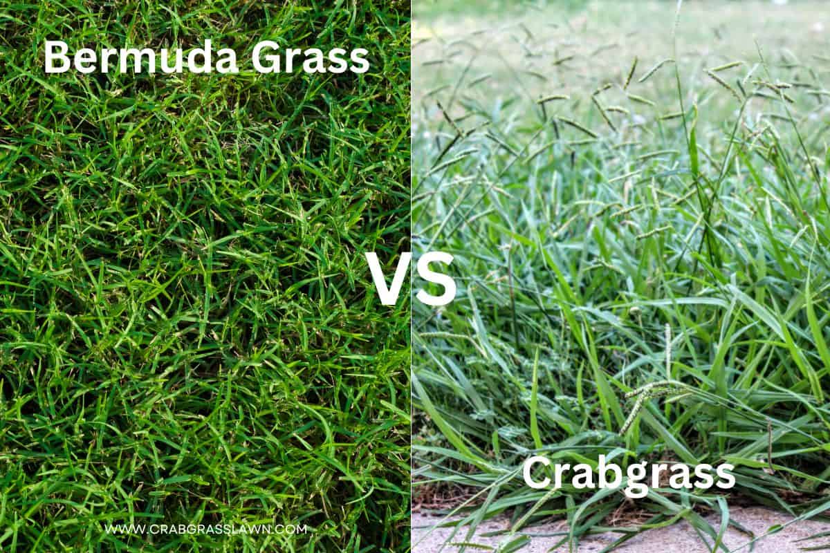 Bermuda Grass vs. Crabgrass: Identification & Differences (With ... Bermuda Grass vs. Crabgrass: Identification & Differences (With ...