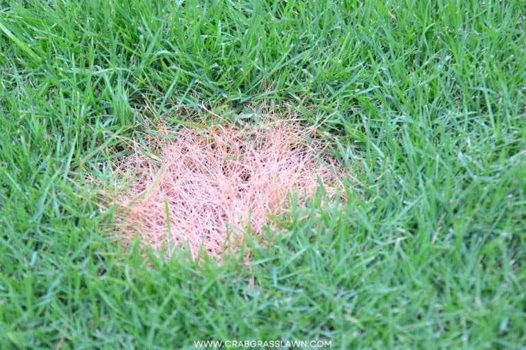 When to Apply Potash to Lawn (2026) | CrabgrassLawn