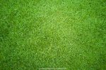 Golf Course Grass - 5 Types Of Grasses Used on Golf Courses (2025 ...