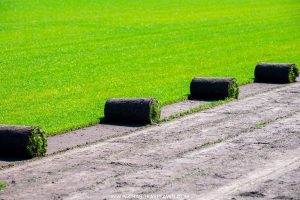 Golf Course Grass - 5 Types Of Grasses Used on Golf Courses (2025 ...