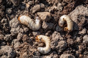 How To Stop Raccoons Digging Up Lawn? (2024) | CrabgrassLawn