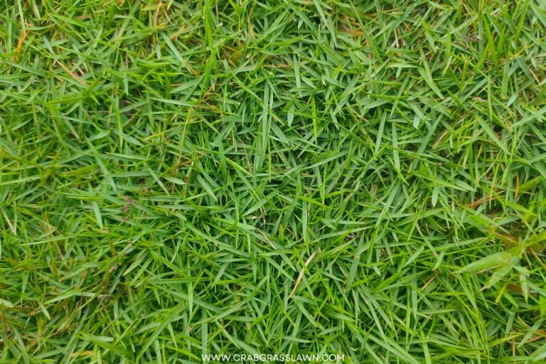 Golf Course Grass - 5 Types Of Grasses Used on Golf Courses (2025 ...