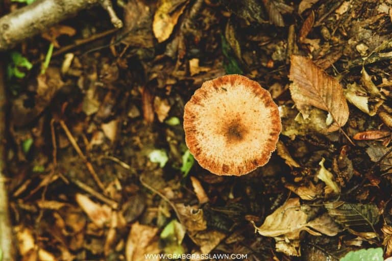 5 Poisonous Lawn Mushroom Types (With PICTURES) (2026) | CrabgrassLawn