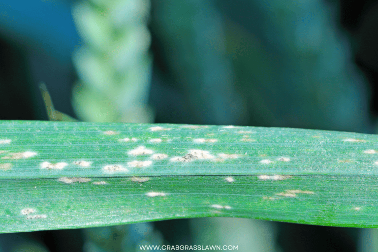 Lawn Fungus Identification Guide - Key Signs and Treatment | CrabgrassLawn