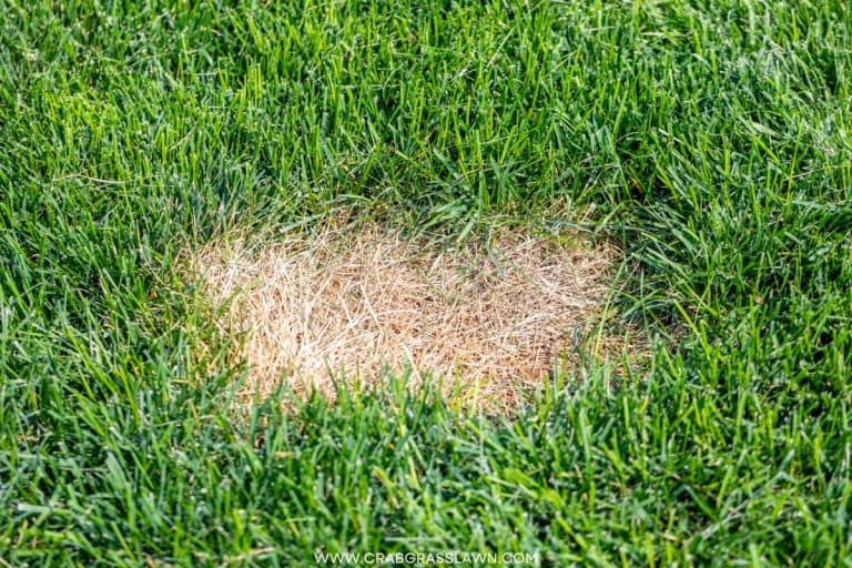 Lawn Fungus Identification Guide - Key Signs and Treatment | CrabgrassLawn