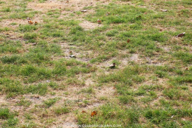 Lawn Fungus Identification Guide - Key Signs and Treatment | CrabgrassLawn