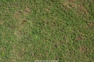 Lawn Fungus Identification Guide - Key Signs and Treatment | CrabgrassLawn